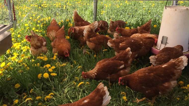 Free-range/Pasture-raised Chicken | Field Sparrow Farms - Bobcaygeon I ...